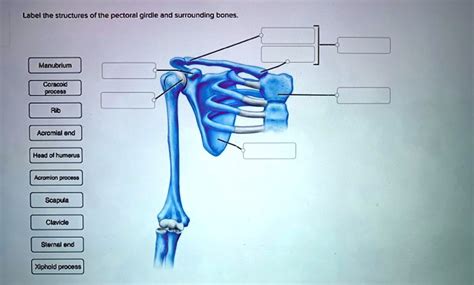 Solved Label The Structures Of The Pectoral Girdle And Surrounding