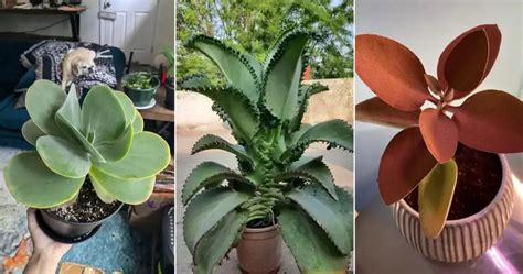 7 Succulents That Look Like Trees Succulent Garden Web