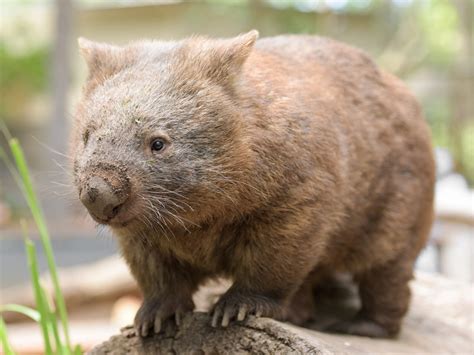 13 Quirky Facts About Wombats