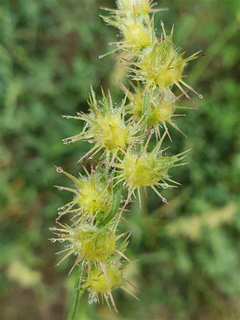 Sharp Sandbur Grass Weed Growing In The Lawn Stock Image Image Of