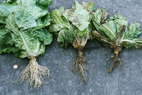 Pythium Wilt Main Root Rot Disease Of Lettuce Trical Diagnostics