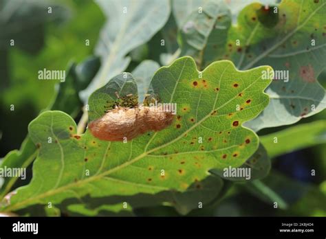 Young Caterpillars Of Brown Tailed Moth Euproctis Chrysorrhoea On Leaf