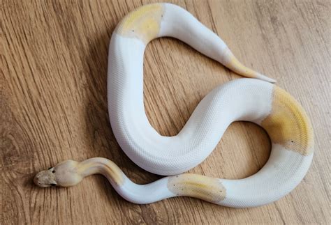 Banana Pied Ball Python By Balls2that Morphmarket