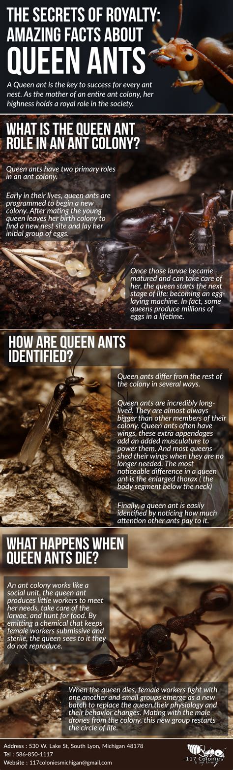 The Secrets Of Royalty Amazing Facts About Queen Ants
