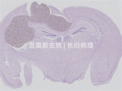 湖北百奥斯生物科技有限公司