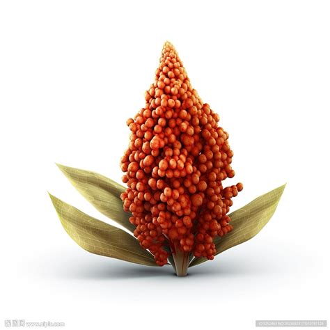 高清高粱农作物设计图蔬菜生物世界设计图库昵图网 高清高粱农作物设计图蔬菜生物世界设计图库昵图网