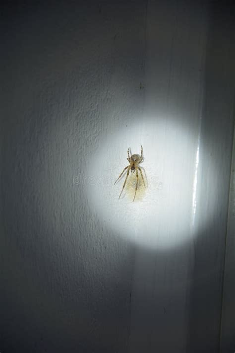 Web Spider With Cocoon In A White House Corner In The Light Of A Flashlight Stock Image Image