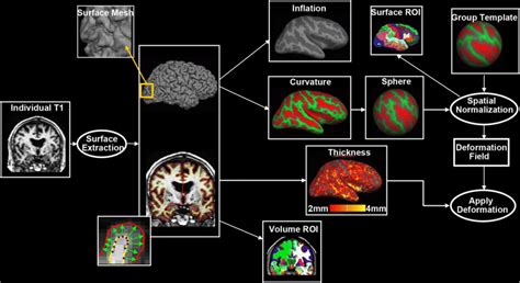 A Detailed Step By Step Illustration Of Freesurfer Workflow Download Scientific Diagram