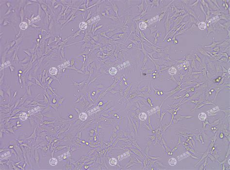 基因编辑服务 基因敲除细胞 点突变 文库筛选 基因插入 Crispr检测 稳转株构建 艾迪基因editgene 艾迪基因