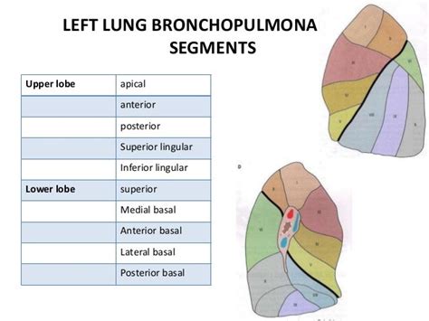 Simple Anatomy Bronchopulmonary Segment