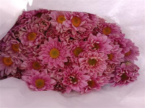 ดอกมัม สวนคัตเตอร์เชียงใหม่ ดอกไม้สด ขายส่ง เชียงใหม่