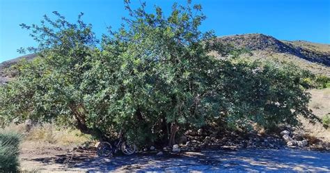Lorenzo Carretero Paulet On Linkedin El Chocolate De Los Pobres Podría Ser El Futuro De La