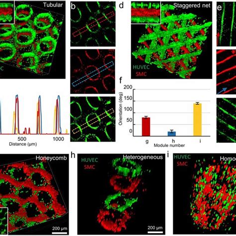 Multi Layer Cellular Construct Assembly A Huvecs And Smcs Are Download Scientific Diagram