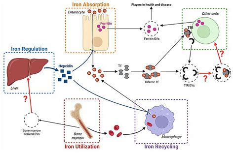 Frontiers Host And Microbiota Derived Extracellular Vesicles Crucial