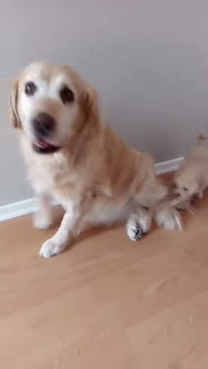 큰 개와 작은 개가 같이 살기 어려운 이유 너무 괴롭혀서 죽겠어요 Youtube