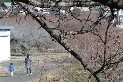 曽我梅林の開花状況散歩写真日記