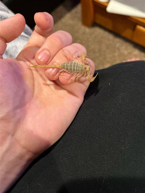 How Do I Sex My Dune Scorpion Rscorpions