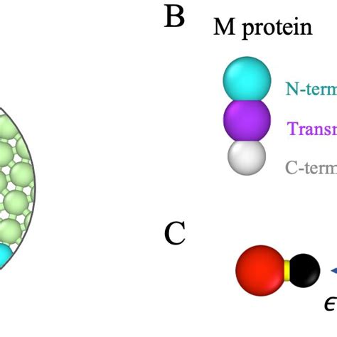 A A Schematic View Of Ergic The Membrane Vertices Mc Are Green And