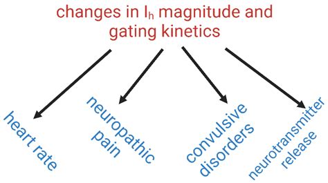 Modulating Hyperpolarization Activated Cation Currents Through Small Molecule Perturbations