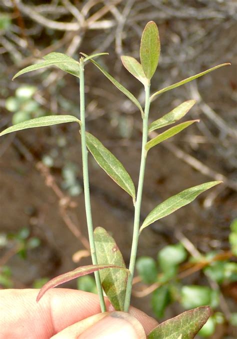 Rhinotropis Cornuta Var Fishiae Calflora