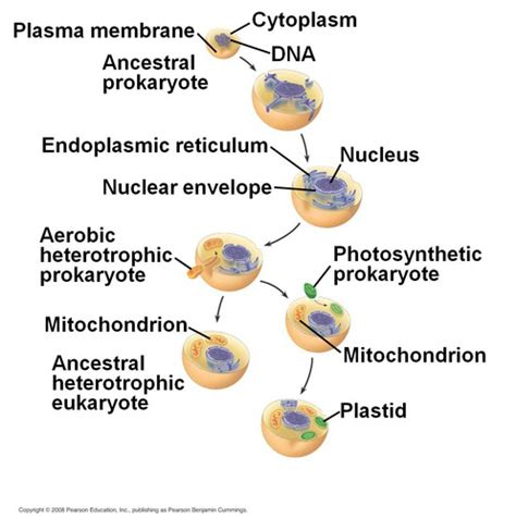 Bio 1306 Exam 3 Prokaryotes Protists Plants Chapter 28 Flashcards Quizlet