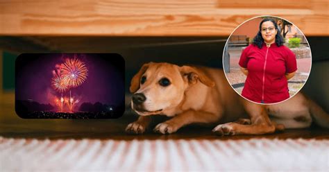 Así Afecta La Pirotecnia En Mascotas Según Especialista