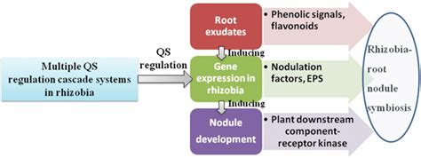 A Series Of Complex Signal Transmission Of Rhizobia Root Nodule Download Scientific Diagram