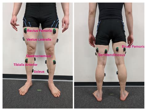 Sensors Free Full Text Emg Based Estimation Of Lower Limb Joint Angles And Moments Using