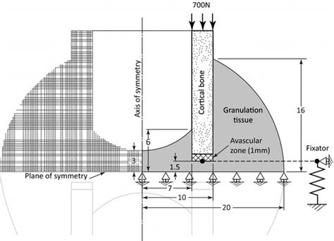 Geometry Loading Boundary Conditions And Finite Element Mesh Of The