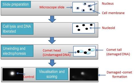 1 Schematic Representation Of The Comet Assay Describing Slide Download Scientific Diagram