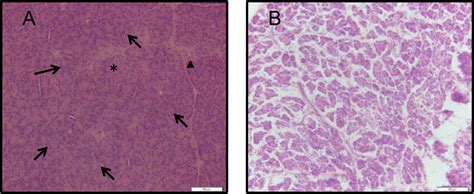Duct Perfusion With Rnase Inhibitor Causes Histological Artifacts
