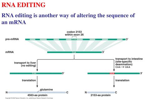 PPT RNA PROCESSING PowerPoint Presentation Free Download ID