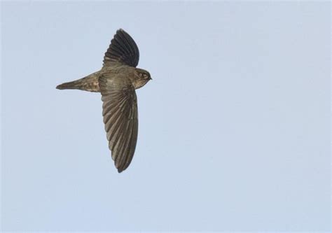 Uniform Swiftlet Alchetron The Free Social Encyclopedia