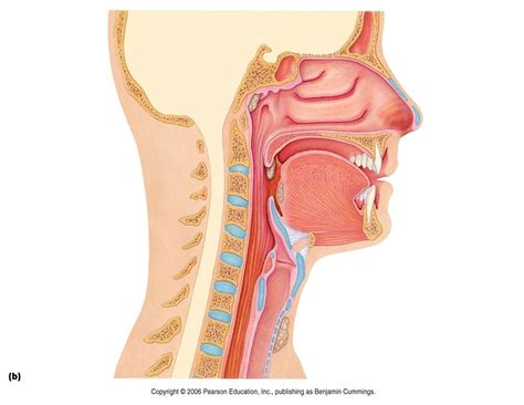 Regions Of Pharynx Figure 224a Page 812 Diagram Quizlet