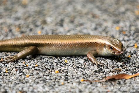 Common Sun Skink Singapore Geographic