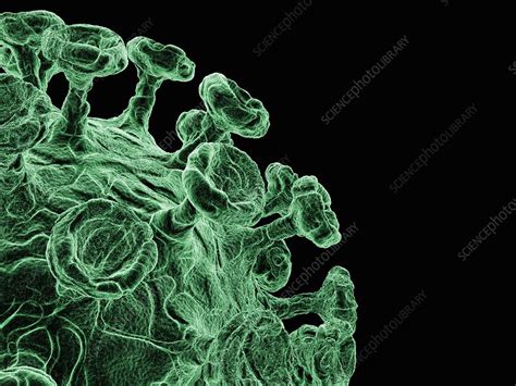 Virus Capsid Conceptual Illustration Stock Image C0508595