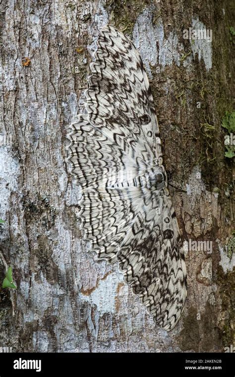 White Witch Moth Thysania Agrippina Contre Lécorce Darbre Camouflés