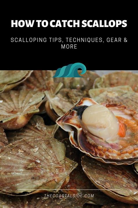 Scoring Scallops At Harry Cairns Blog