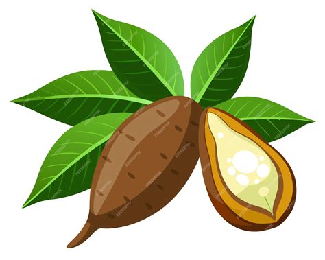 Cassava Vector Illustration Isolated In White Background Premium Ai Generated Vector