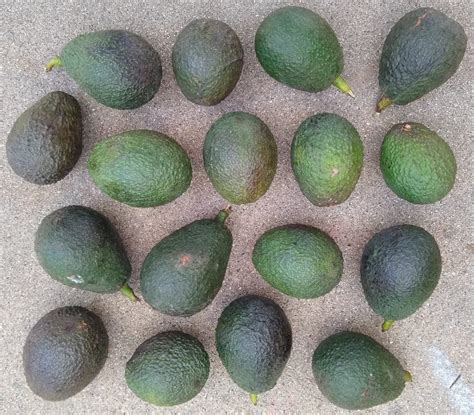 The Lambhass Avocado Tree A Profile Greg Alders Yard Posts