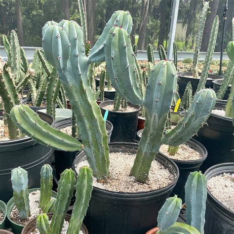 Myrtillocactus Geometrizans Blue Candle Kesslers Cacti