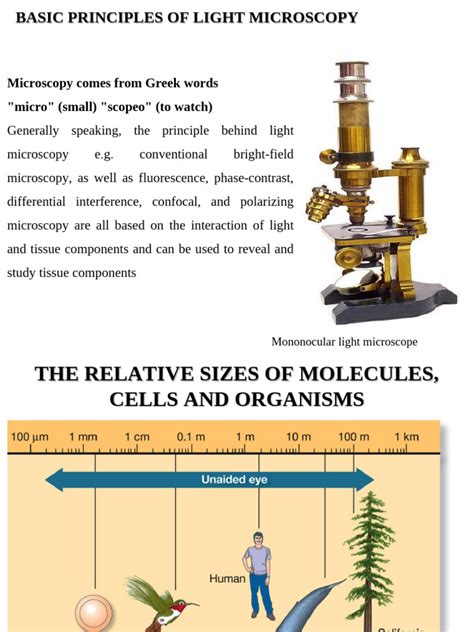 Light Microscopy Pdf Microscope Angular Resolution
