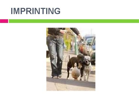 Developmental Psychology Day 1 Physical Development Piaget Major