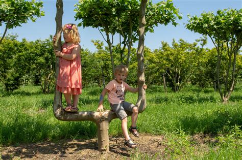 Topiary Trees Trees Range Ebben Nurseries
