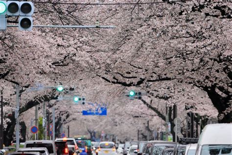 桜トンネル GANREF