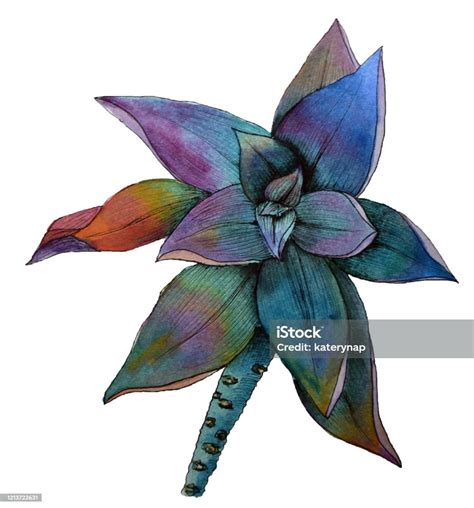 흰색 배경 수채화 식물 그림 장식 식물 Echeveria에 고립 된 선인장 즙이 많은 식물 결혼식에 대한 스톡 벡터 아트 및 기타 이미지 Istock