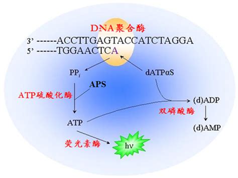 分析特定 Dna 片段的碱基序列——dna 测序方法概述 知乎