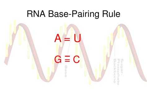 Ppt Rna And Protein Synthesis Powerpoint Presentation Free Download Id 3596005