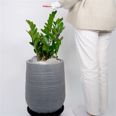 공기정화식물 행운과 부를 불러오는 금전수 대형 회색화분 리본서비스 배민스토어