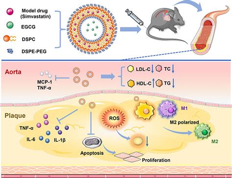 Composition And Function Diagram Of Liposome Nanoparticles Se Lnps